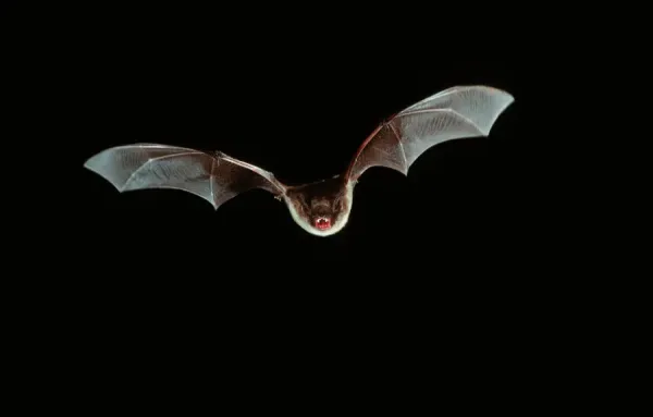 Natterers Bat (Vespertilionidae, Mammals)