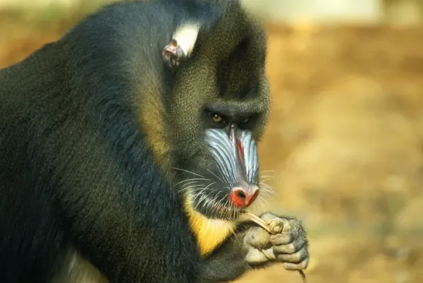 Mandrill male chewing on bark Our beautiful Wall Art and Photo Gifts ...