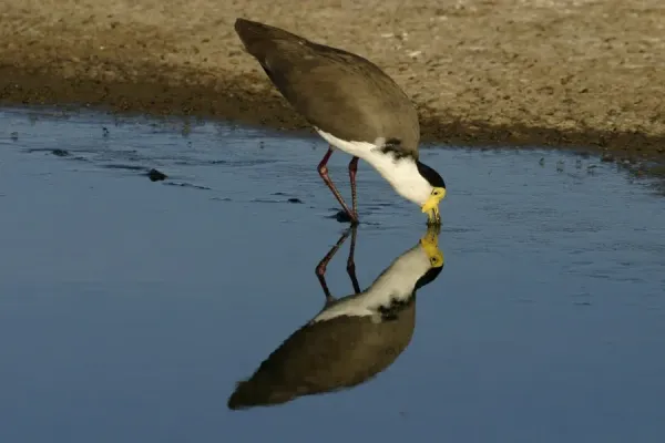 Masked Lapwing Alice Springs sewage ponds Our beautiful Wall Art and ...
