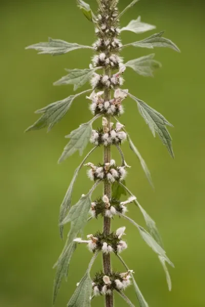Motherwort (Leonurus cardiaca) in flower Our beautiful Wall Art and ...