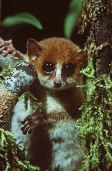 Mouse Lemur Madagascar Our beautiful Wall Art and Photo Gifts include ...