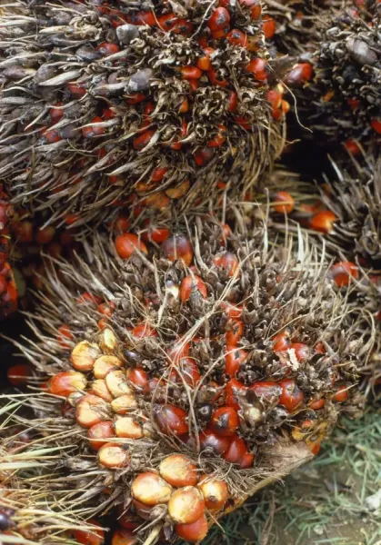 Oil Palm Fruit Bunch