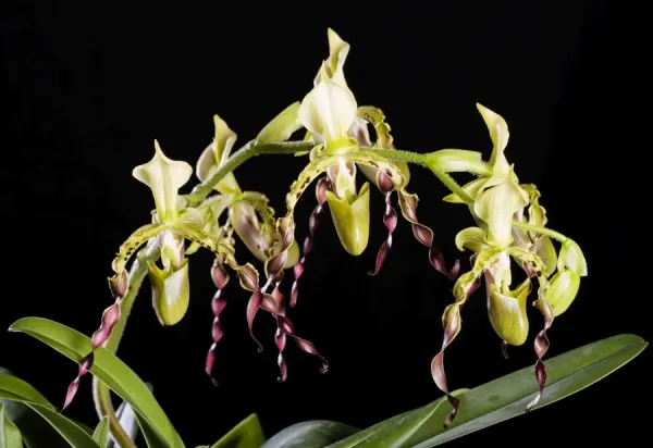 Orchid Paphiopedilum parishii Tropical Asia Our beautiful Wall Art and ...