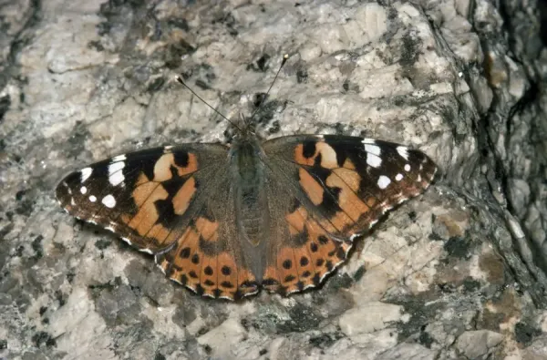 Painted Lady Butterfly Our beautiful Wall Art and Photo Gifts include ...