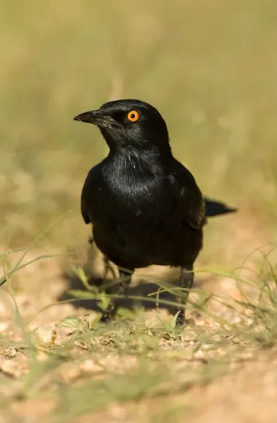 Pale Winged Starling Searching for food in the grass near