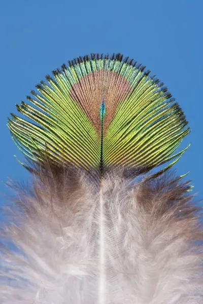 Jigsaw Puzzle of Peacock Feather of male - Media Storehouse