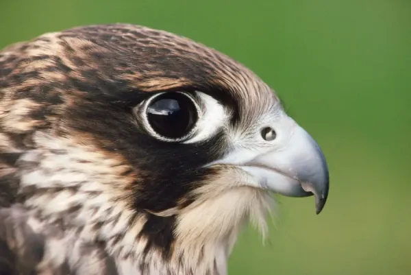 Peregrine Falcon Head