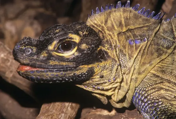 Philippine Sailfin Lizard Our beautiful Wall Art and Photo Gifts ...