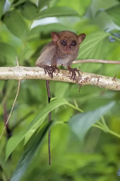 Baby Philippine Tarsier