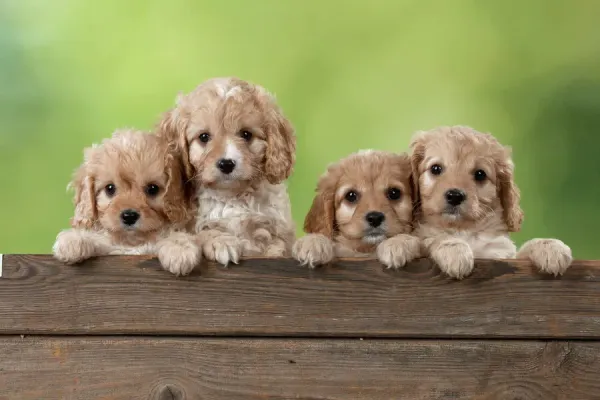 Cavadoodle