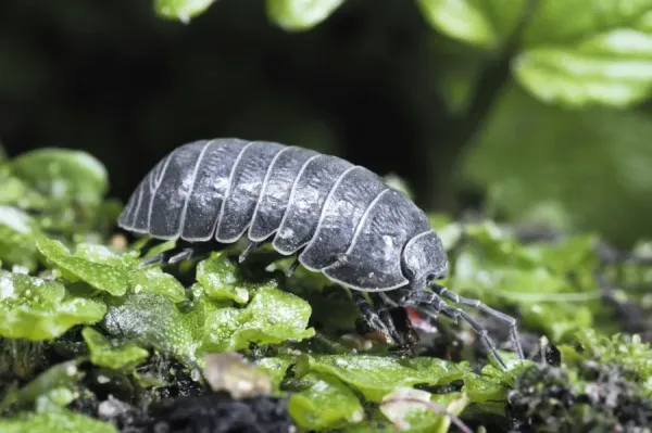 Pill Woodlouse Slate-grey variety. UK Our beautiful Wall Art and Photo ...