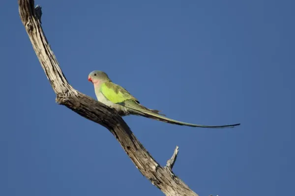 Princess Parrot on dead tree branch in desert country south