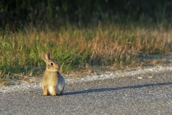 Rabbit on road. Camargue France Our beautiful Wall Art and Photo Gifts ...