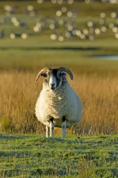 Ram mit Schnellbürgen Gansen im Hintergrund Unsere schönen Wandkunst ...