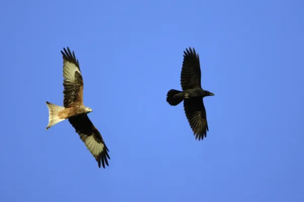 Red Kite and Raven (Corvus corax) in flight Our beautiful Wall Art and ...