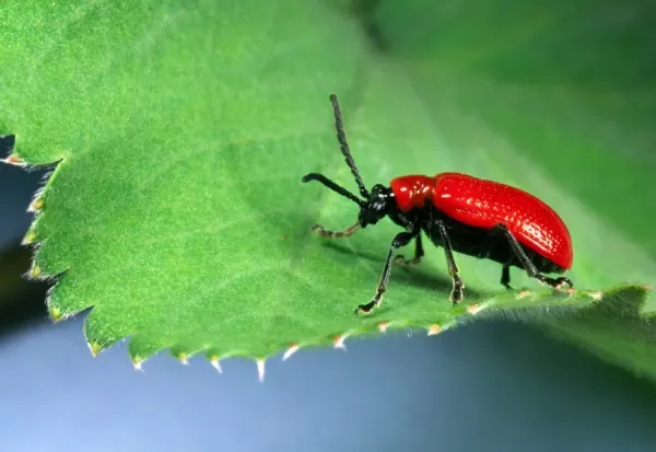 Red Lily Beetle Adult on leaf Location: English garden