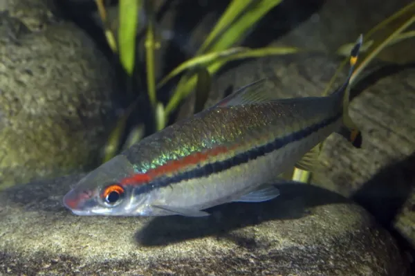 Red Barb