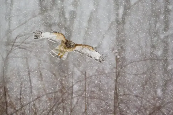 Red-shouldered Hawk adult in flight during snow storm