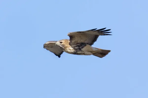 Framed Print of Red-tailed Hawk adult in flight