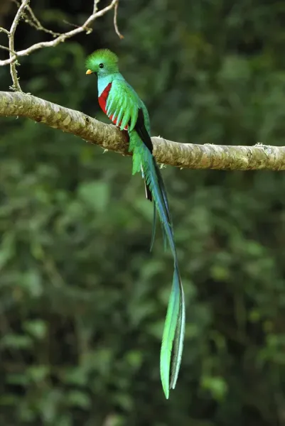 Quetzal Wiktionary Quetzal Alchetron, The Free Social Encyclopedia