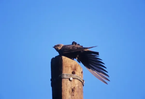 Rock Martin perched on post, stretching wing Our beautiful Wall Art and ...