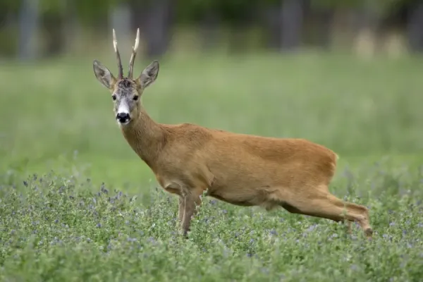 Roe Deer Buck stretching hind legs Neusiedler See, Austria