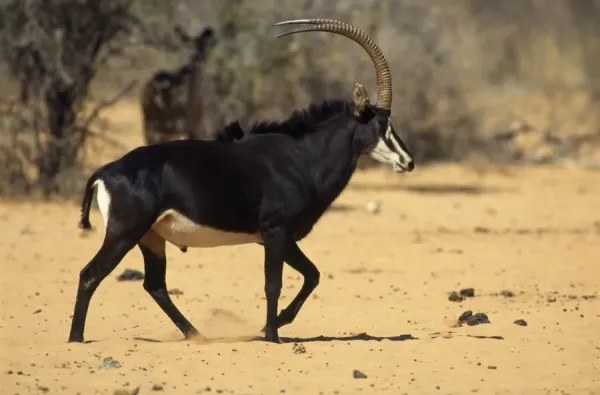 Sable Antelope Logo Sable Antelope By Bruce Munro – Radio Today
