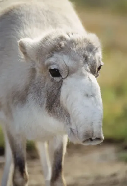 The Saiga Antelope Head