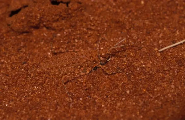 Sandhopper protecting itself by kicking desert sand over