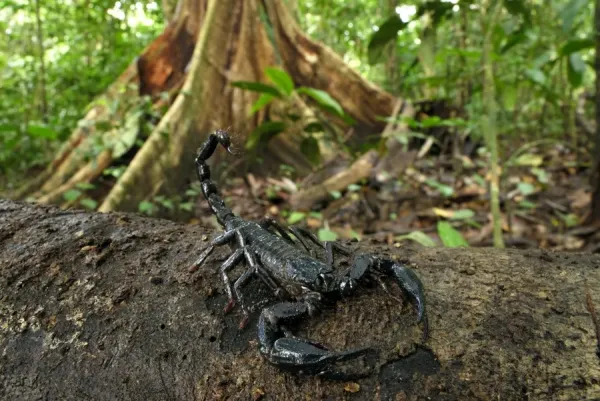 Jigsaw Puzzle of Scorpion Danum Valley Conservation Area Sabah Borneo