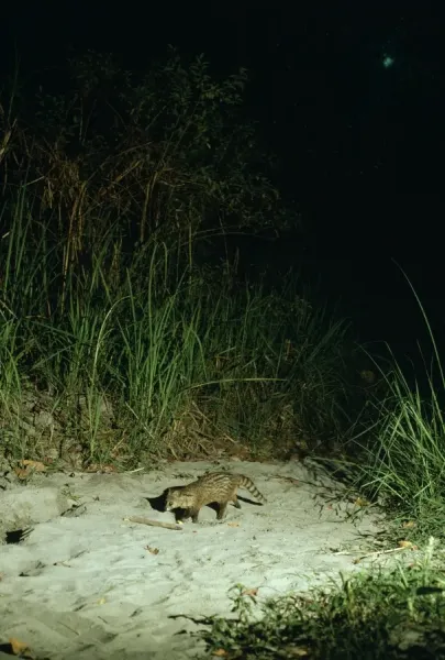 Small Indian Civet / Rasse / Lesser Indian Civet at night