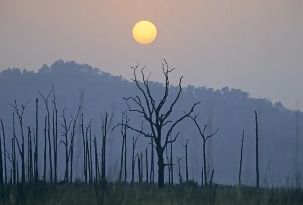 Sunset above bare trees, Corbett National Park Our beautiful Wall Art ...