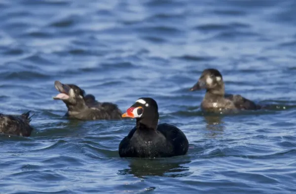 Surf Scoter male / drake February Barnegat Light NJ USA