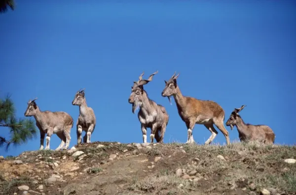 Tadjik Markhor family group Our beautiful Wall Art and Photo Gifts include Framed Prints, Photo ...