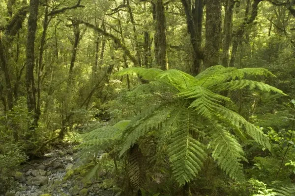 Temperate rainforest lush Southern Beech rainforest with