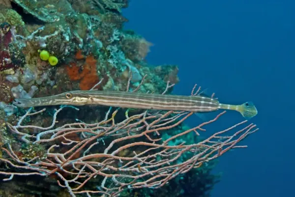Blue Trumpet Fish 484 Trumpet Fish Stock Photos, High Res Pictures,