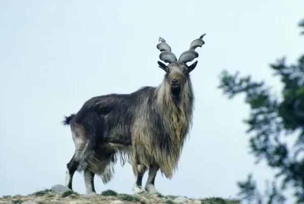 Turkomen Markhor Our beautiful Wall Art and Photo Gifts include Framed ...