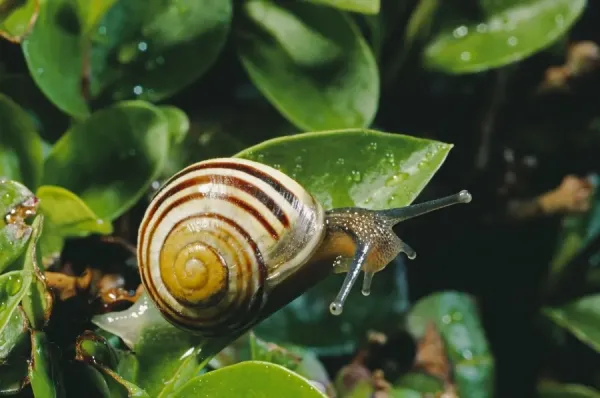 White-lipped Snail Our beautiful Wall Art and Photo Gifts include ...