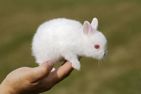 Baby White Bunny
