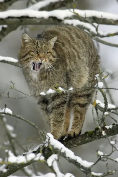 Wild Cat Yawning and stretching in tree. Winter Our beautiful Wall Art ...