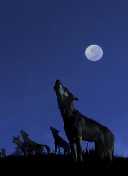 The Wolf Pack Howling At Moon Wallpaper Three Wolf Night Wallpaper