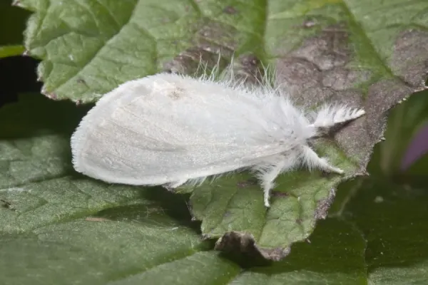 Yellow Tail Moth Cornwall UK Our beautiful Wall Art and Photo Gifts ...