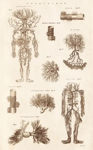 Angiology; systems of veins and arteries C017 / 3462