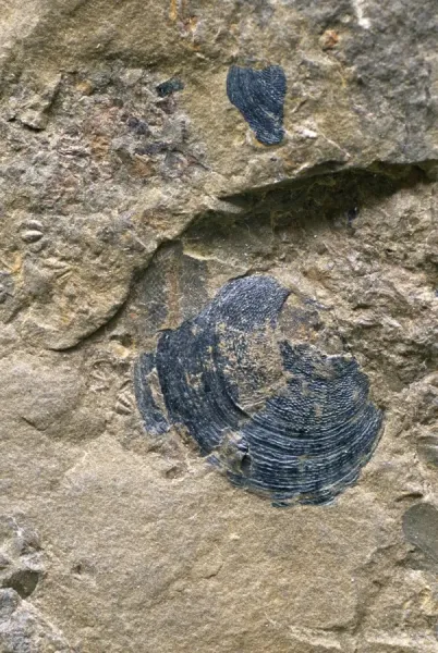 Brachiopod fossil shell from the 500 million-year- old