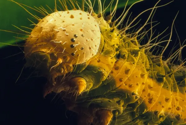 Caterpillar Under Microscope