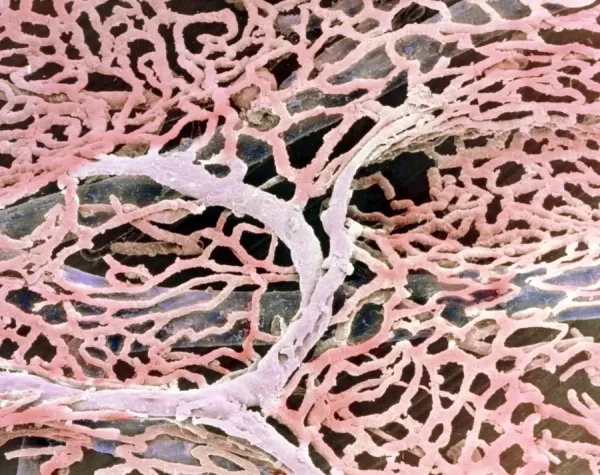 Coloured SEM of capillaries of the gall bladder Our beautiful Wall Art ...