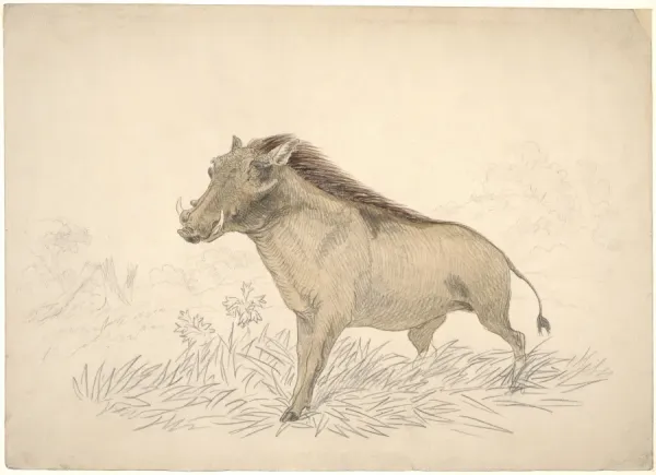 Warthog Sketch Warthog Pop Art Painting Canvas Walmart.com