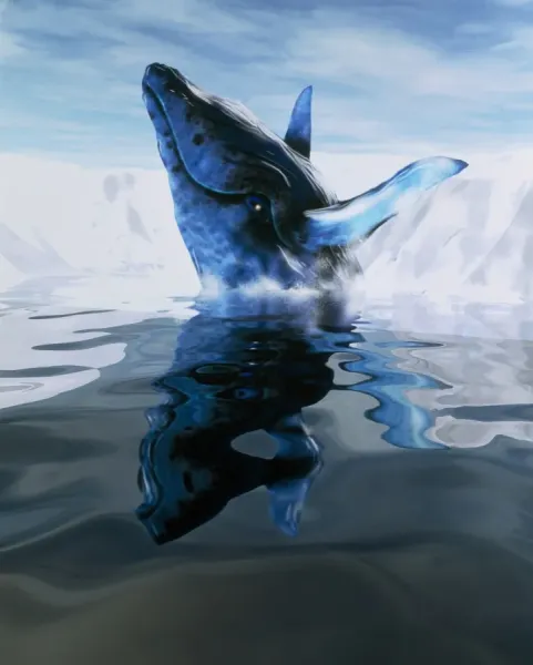 Humpback Whale Scientific Illustration