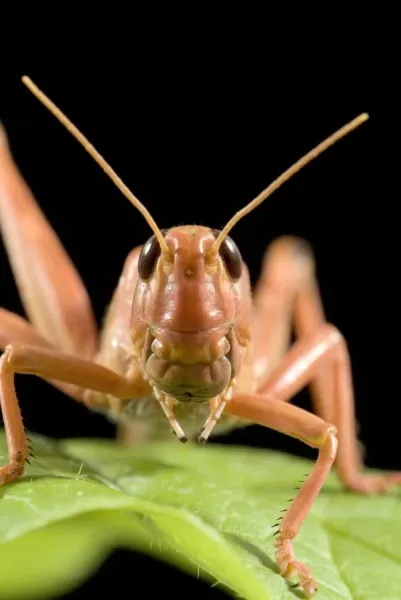 Desert locust (Schitocerca gregaria) on a leaf Our beautiful Wall Art ...