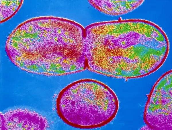 Dividing Streptococcus sp. bacterium Our beautiful Wall Art and Photo ...